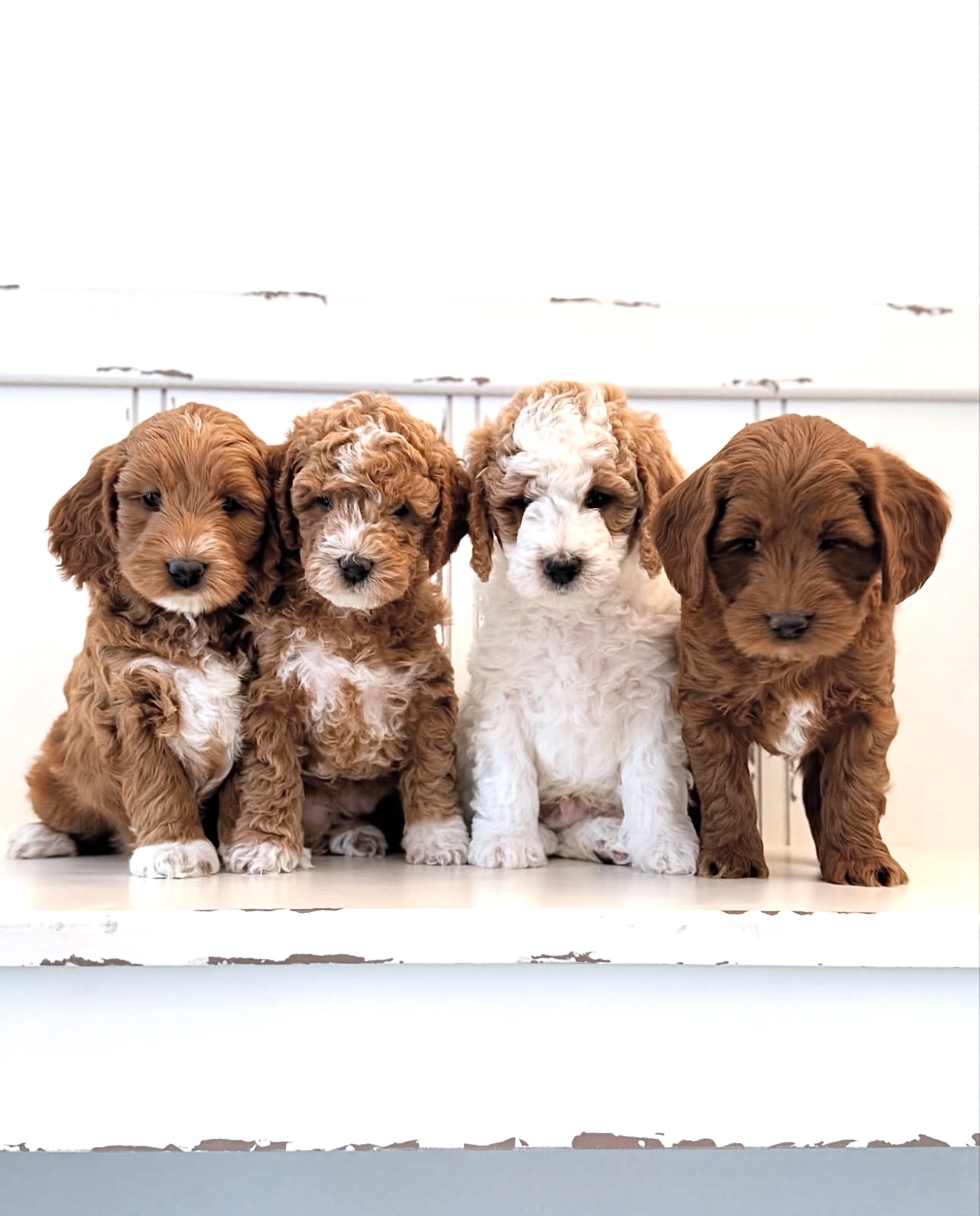 Upcoming Litters - Boardwalk Doodles
